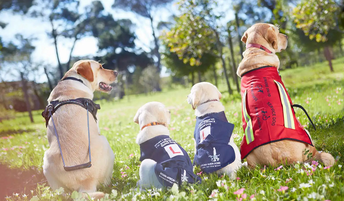 Qualities and Role of Guide Dogs: How They Assist Their Owners – Petfaqs