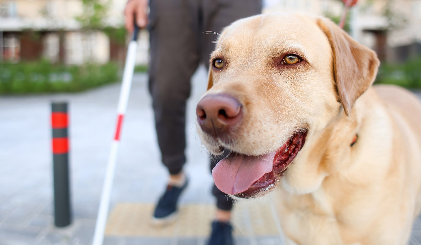 Qualities and Role of Guide Dogs: How They Assist Their Owners – Petfaqs